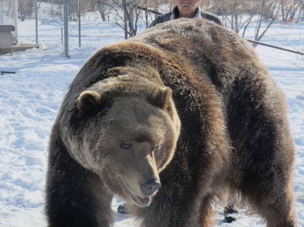 Utah’s Bart the Bear: Hollywood star, savior for grizzly habitat