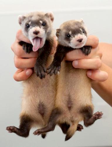 Feds to boost ailing ferrets across Great Plains