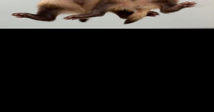 Feds to boost ailing ferrets across Great Plains