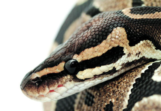 Phobias overwhelm, affect behavior of sufferers