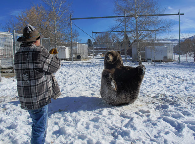 Utah’s Bart the Bear: Hollywood star, savior for grizzly habitat