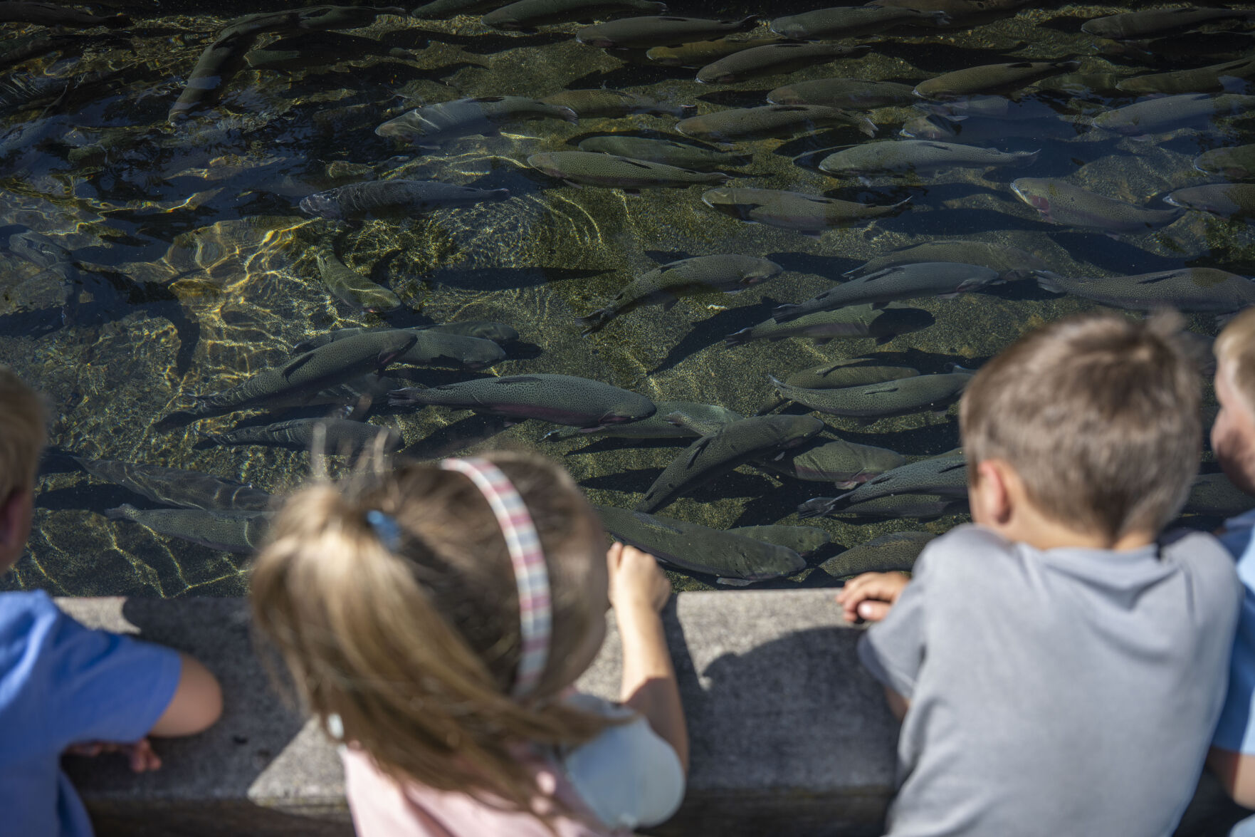 Missoula kids visit trout hatchery in Arlee
