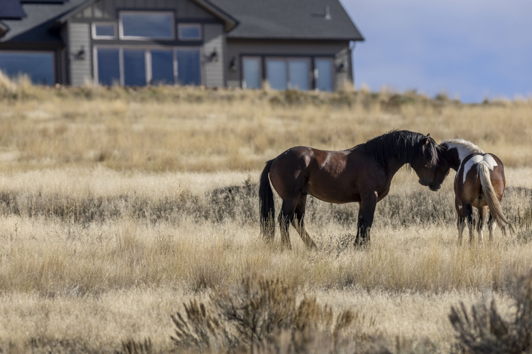 Missoula County to 'explore options' regarding feral horses