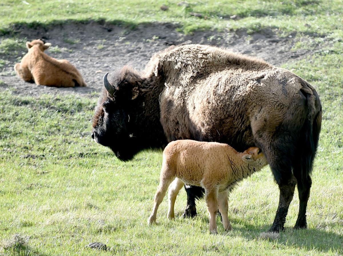 Yellowstone bison slaughter may come earlier in 2017