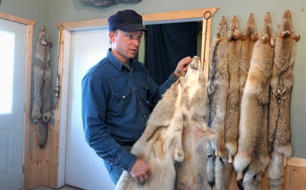 Wolf work mounts: With 1st hunting season done, canine hides in ...