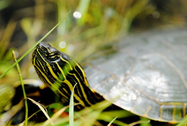 Painted native: Turtles indigenous to western Montana have vivid ...