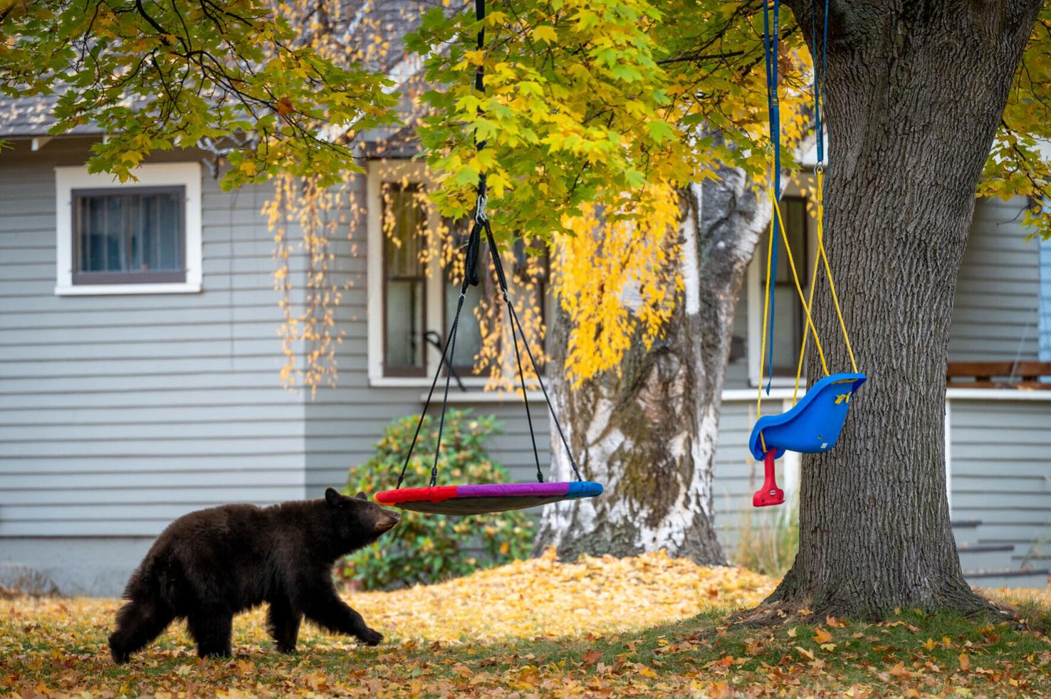 Photo: Slant Streets black bear