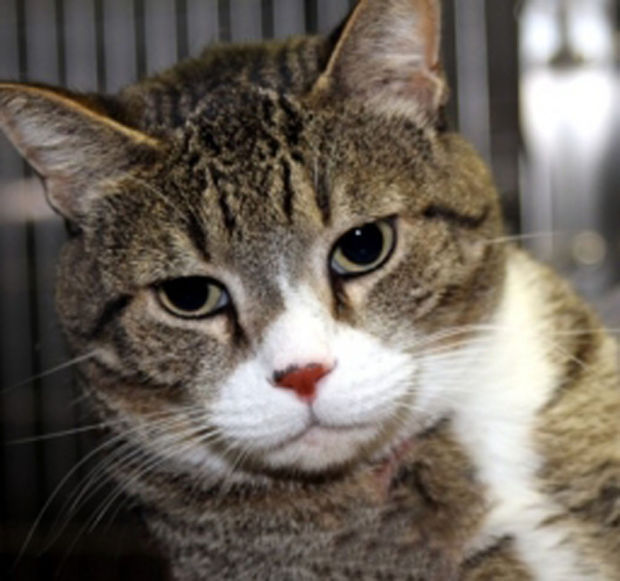 Friendly short-haired feline is Humane Society pet of the week; no ...