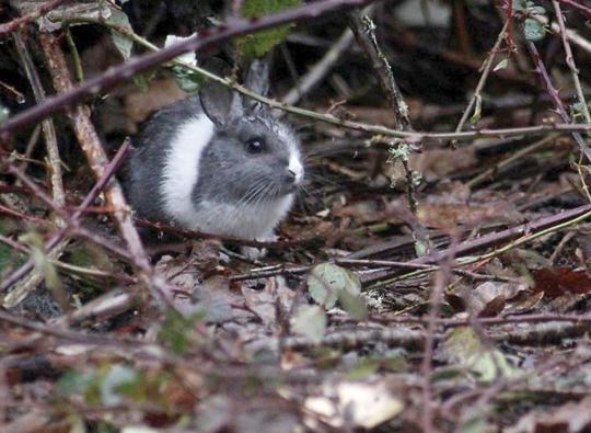 Stray rabbits take up residence in Ore. park