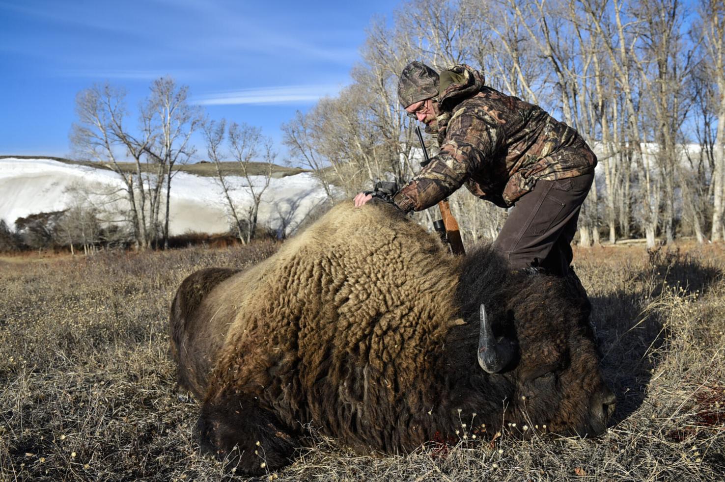 Blackfeet to offer 5 bison lottery hunts this year