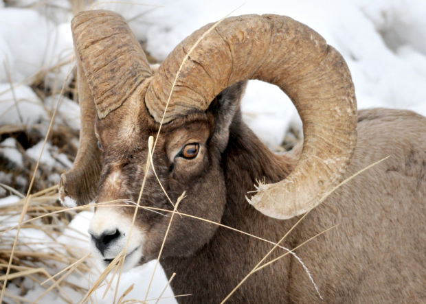 Yellowstone Association teaches in nature's classroom