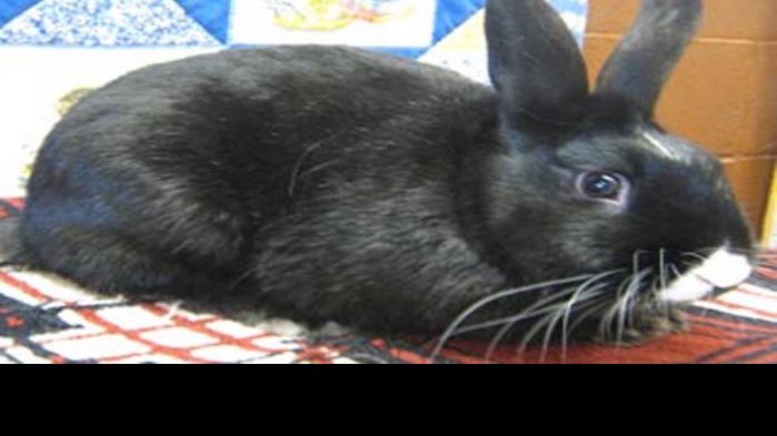 Pet of the week: The 'Easter Bunny' | State & Regional | missoulian.com