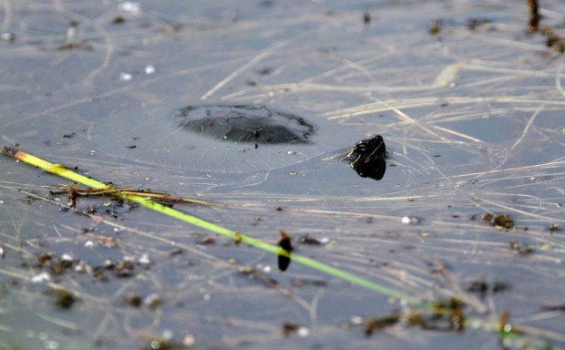 Painted native: Turtles indigenous to western Montana have vivid ...