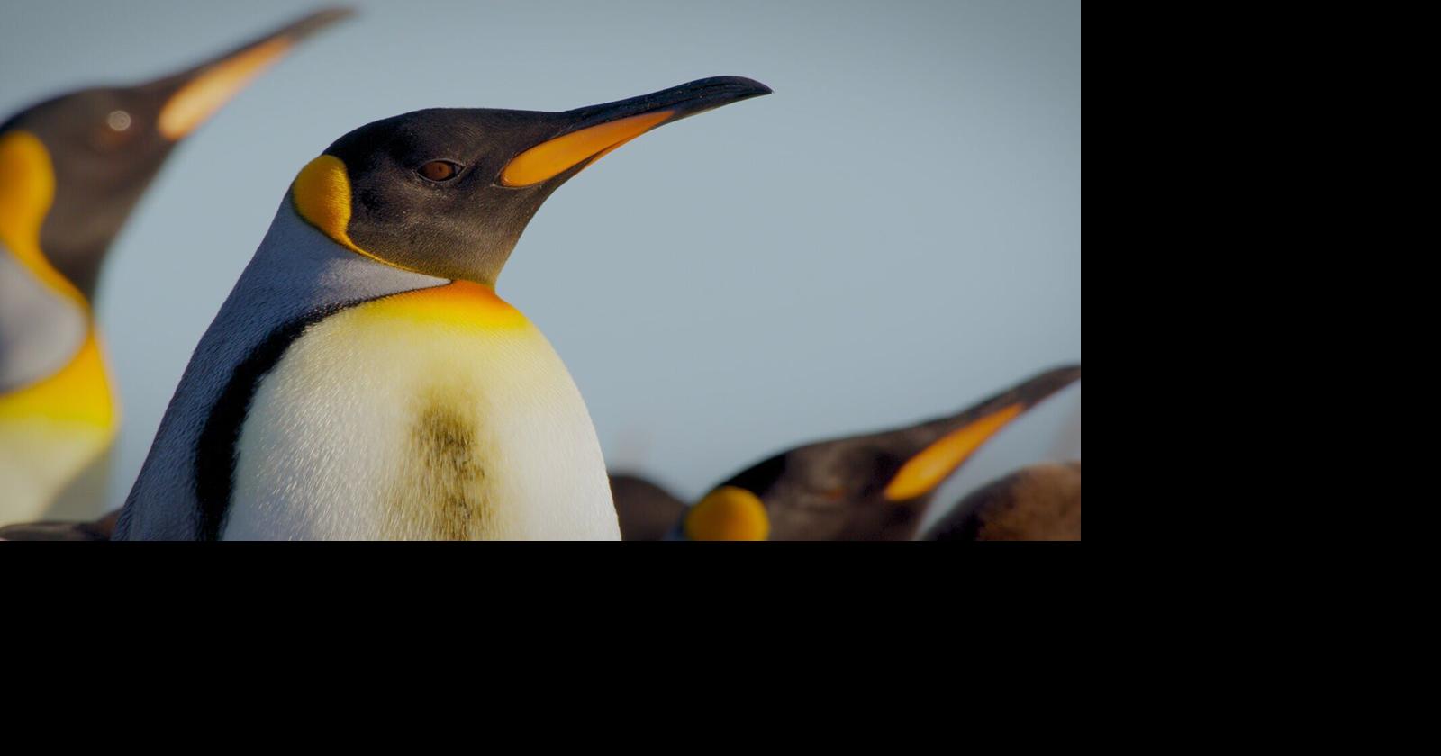 Meet the adorable penguins living across Patagonia