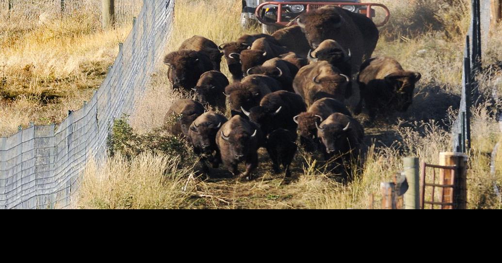 Bison roundup gives hundreds of kids up-close view of wild animals