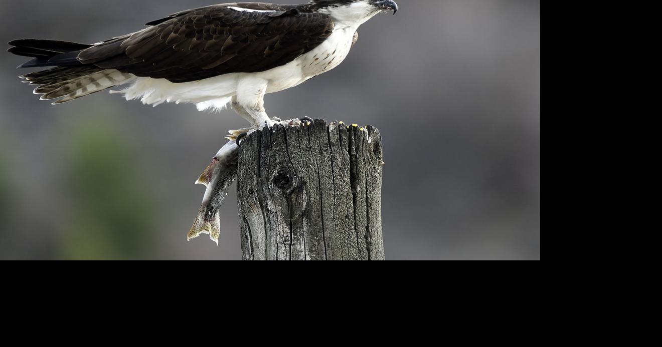 First Iris of spring: Beloved osprey returns to Missoula