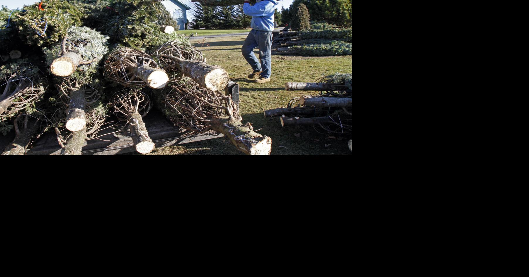 4. Test for freshness on pre-cut trees