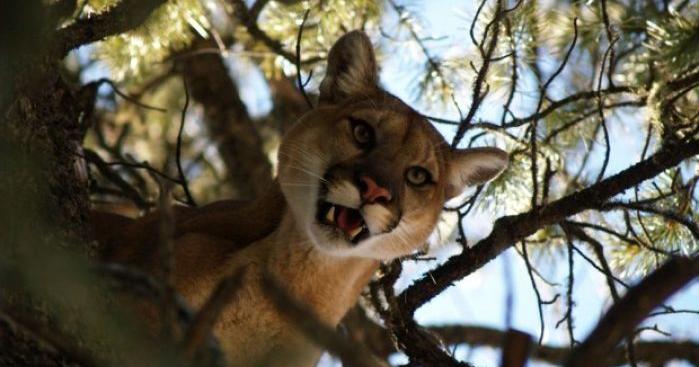 Mountain lions kill collared wolves in Bitterroot