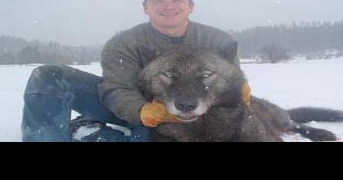 Judge rejects request to halt Idaho wolf kill plan