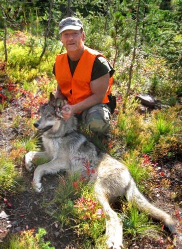 FWP Commission approves wolf trapping, higher limit for hunters
