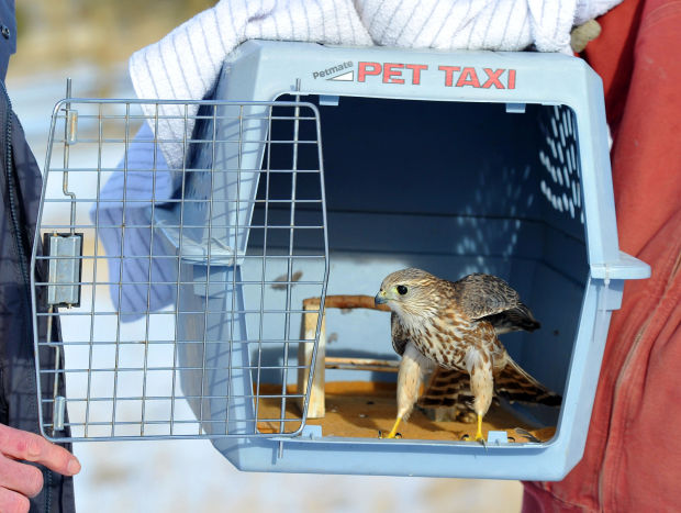 Feature Photo: Merlin ready to take flight