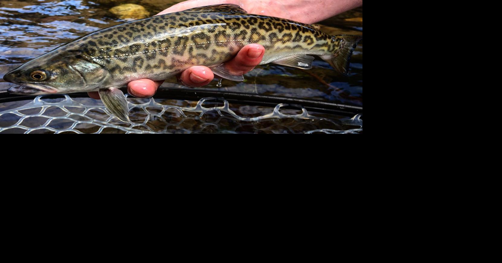 coloring book pages german brown trout