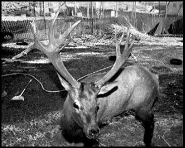 Strange elk trapped, killed near Helena