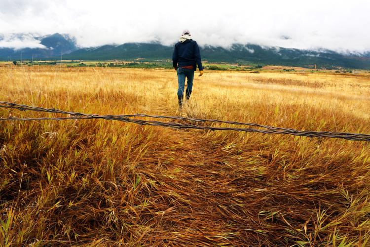 cornfield partnership