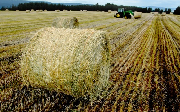 Montana rains of spring, early summer bring bountiful hay harvest