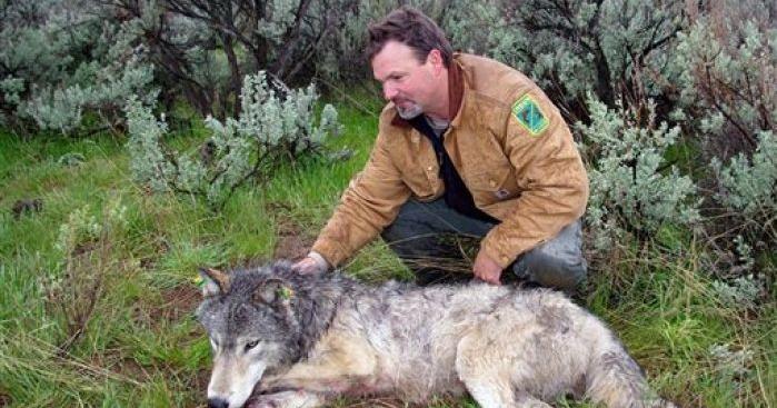 Oregon ranchers, conservationists reach deal on wolf management
