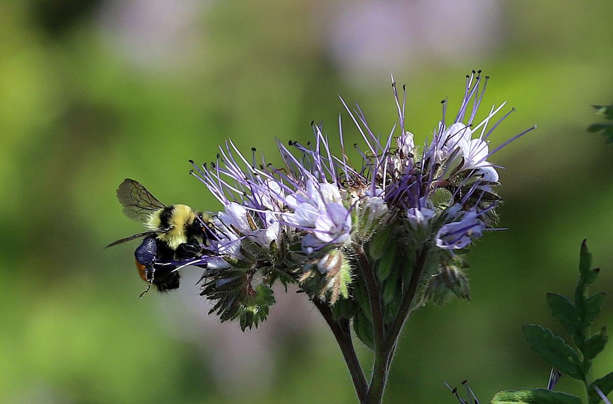 Idaho’s Bees to Bears project hopes this simple idea can combat climate ...