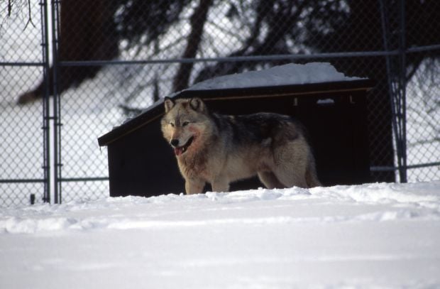 20 years later, a reflection on wolf reintroduction in Yellowstone Park