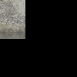 How the snow geese drama played out in the Berkeley Pit: A chronology