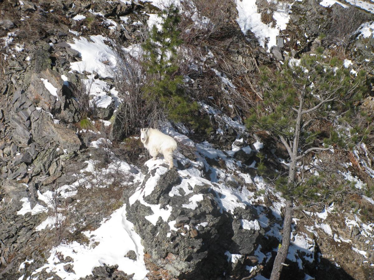 Falling goat numbers prompt end of hunting season on reservation ...