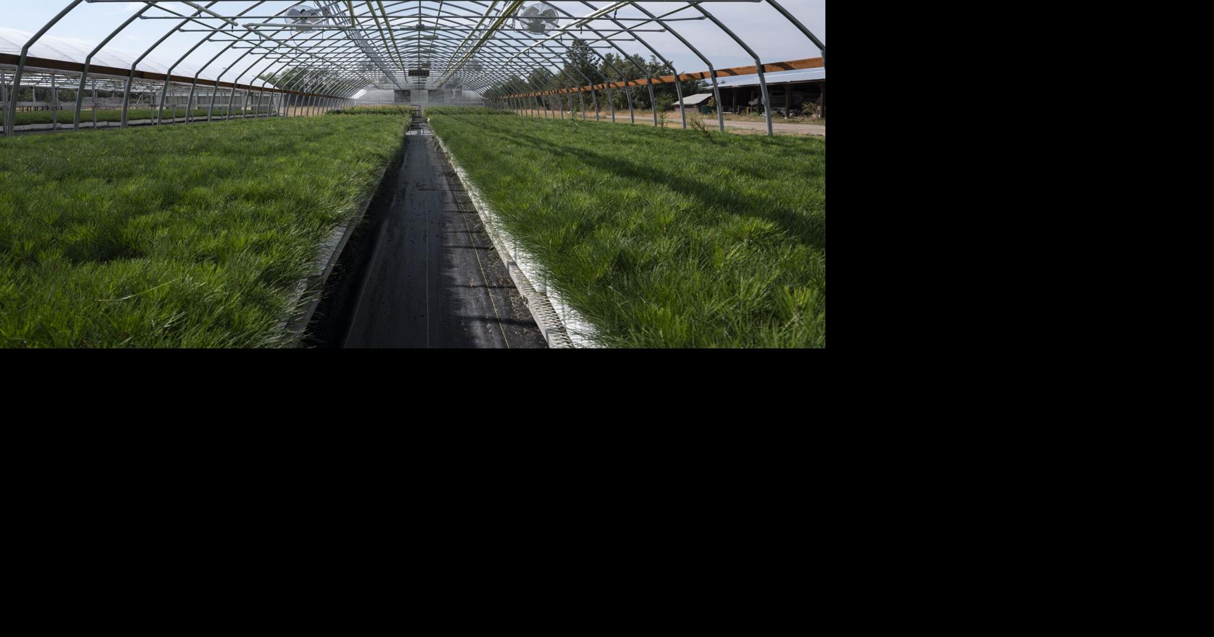 Missoula greenhouses help post-wildfire reforestation