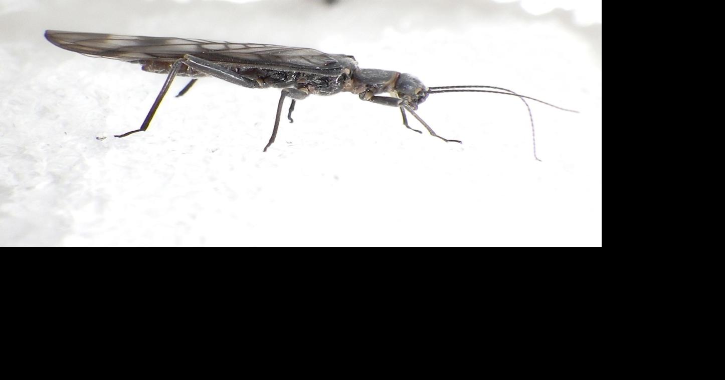 Glacier Park: Feds will rule on protection for rare stonefly within year