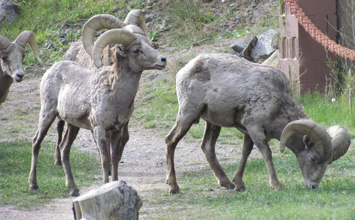 Bighorn sheep deserve priority habitat