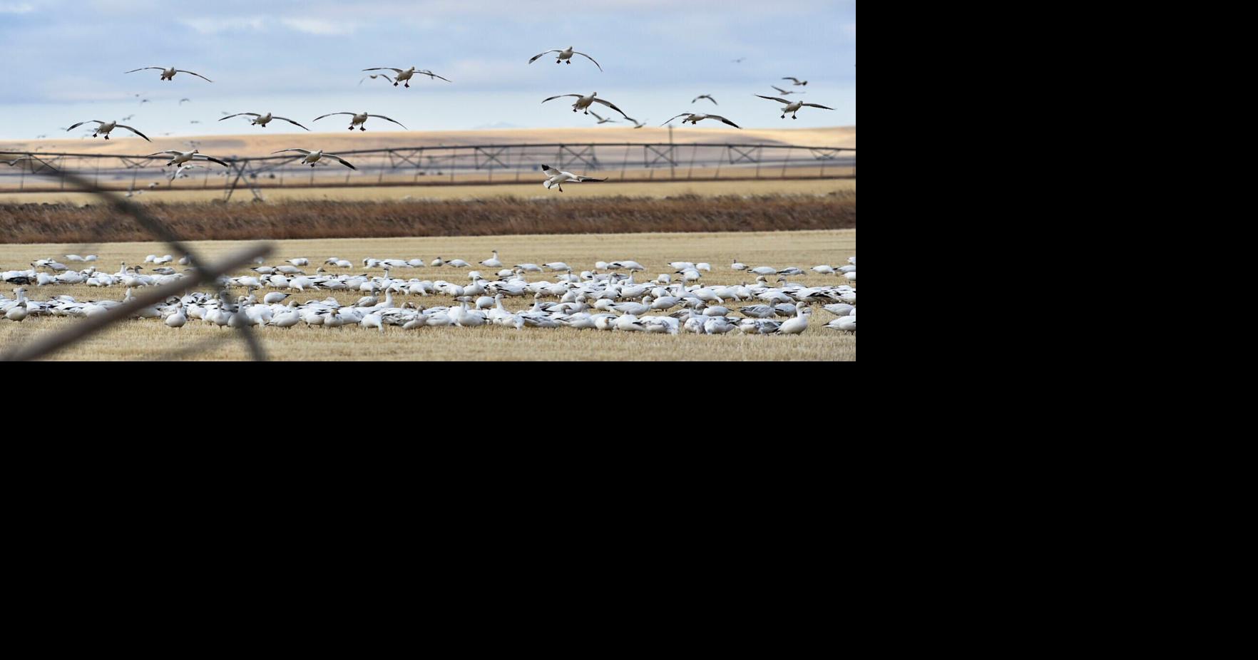 Freezeout Lake and Snow Geese migration field trip