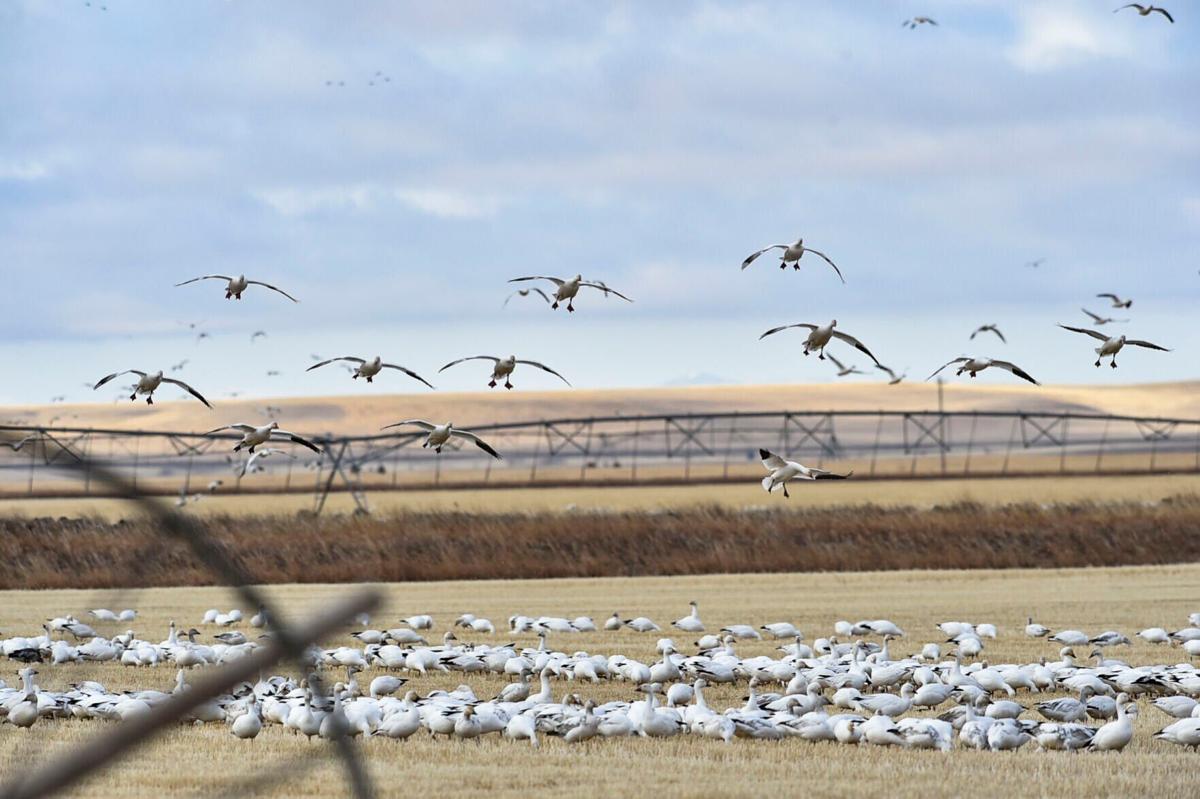 Freezeout Lake and Snow Geese migration field trip