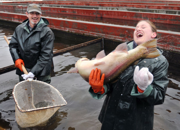 A dozen albino rainbow trout call Jocko River Fish Hatchery home ...