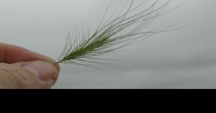 New invasive weed detected on Flathead Indian Reservation