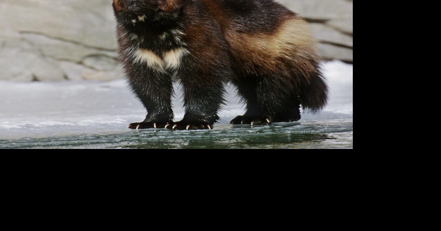 A creature of firsts: North Dakota wolverine was also first in Colorado ...