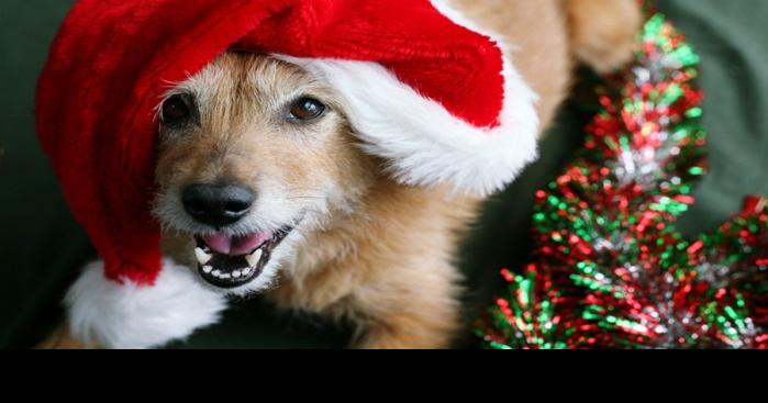 How to Get Your Pets Into the Holiday Spirit