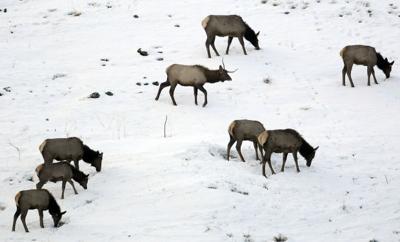 Montana wildlife experts say elk summer range 'undervalued'