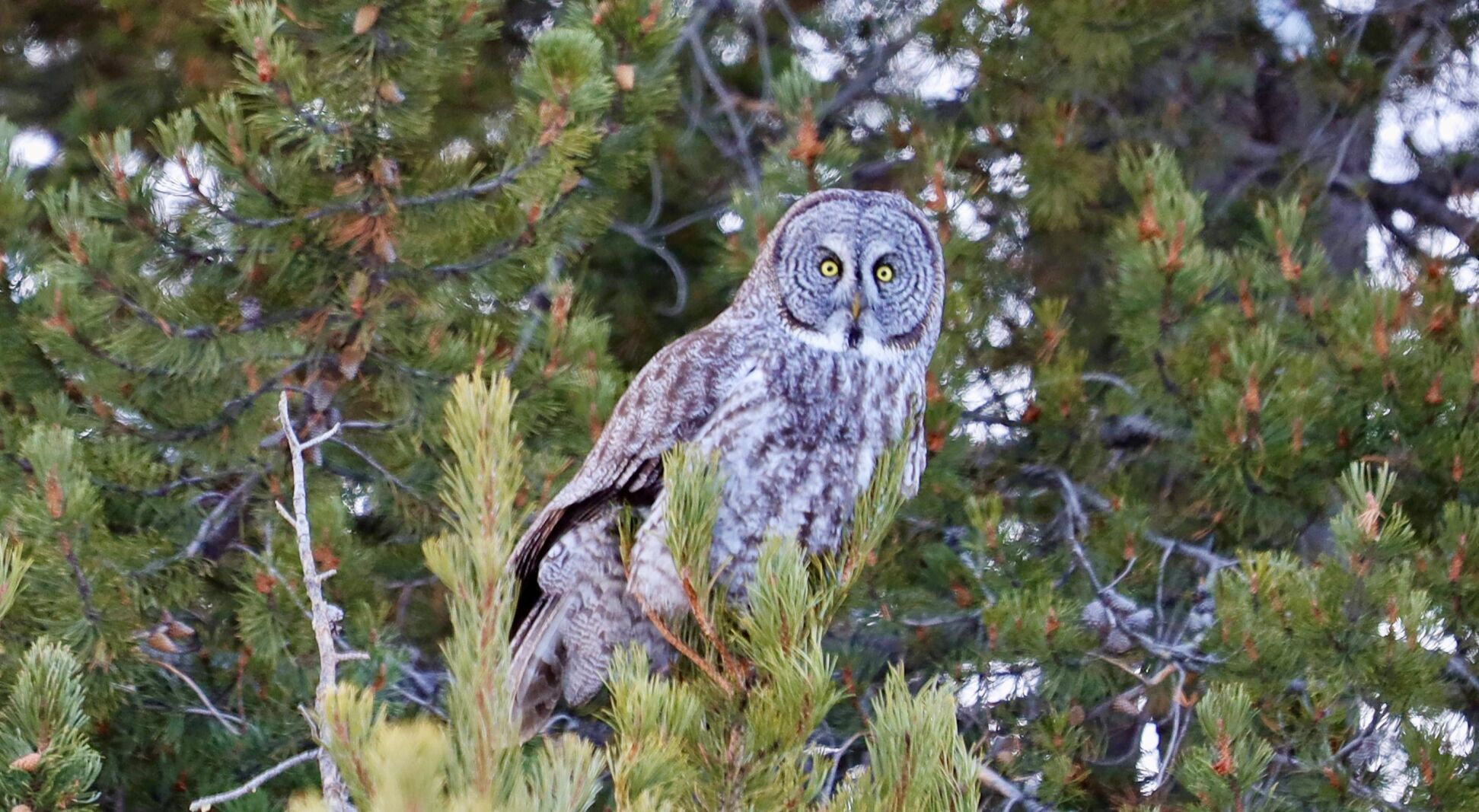 After owl dies in collision, advocates push for awareness