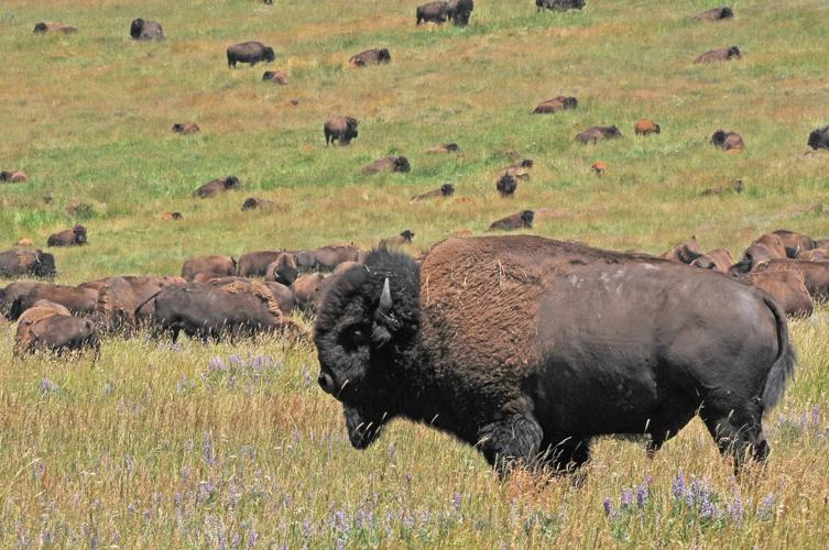Bison enthusiasts gather at Ted Turner's ranch to celebrate success ...