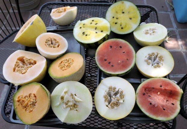 Melon Days celebrates sweet summer in Dixon