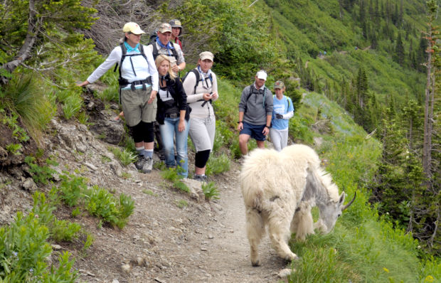 Glacier, UM to study human, goat interactions near Logan Pass | State ...
