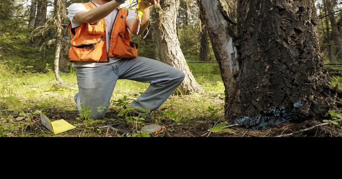 UM Forestry students studying Lolo National Forest ahead of restoration ...