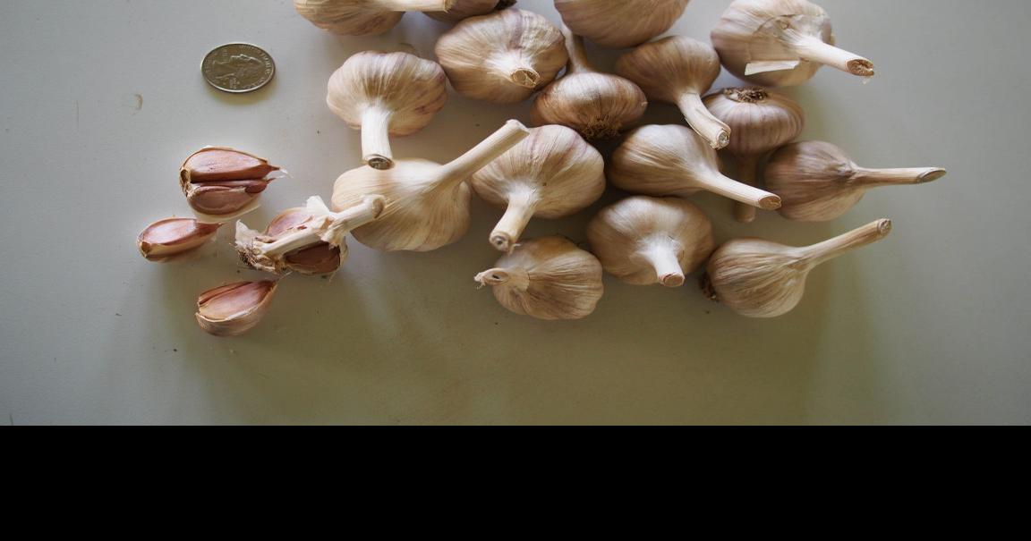 ARI LeVAUX: Hardneck garlic the hard-to-find choice of cooks in the know